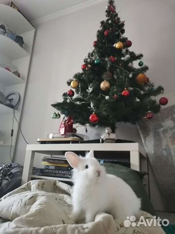 Карликовый кролик, лисий