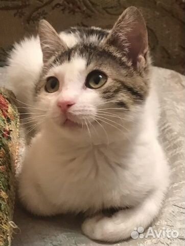 Мегаласковый котенок Моника
