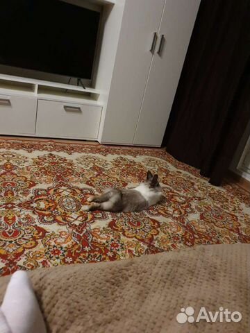 Вязка (кролик) девочка, бесплатно