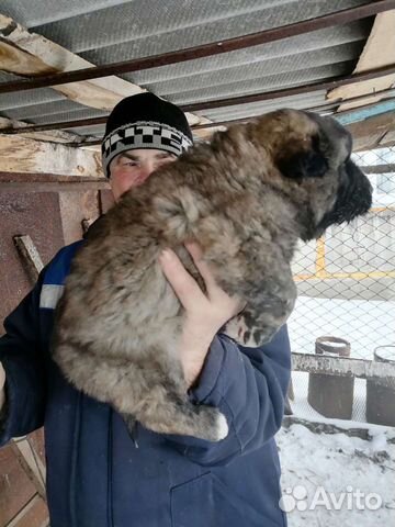 Кавказская овчарка