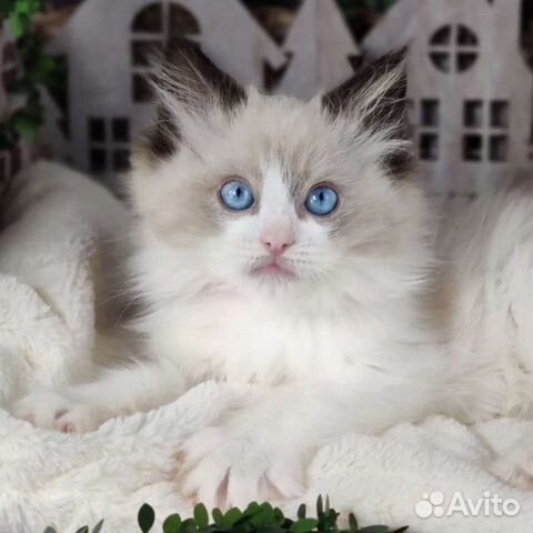 С родословной рэгдолл мальчик Invite