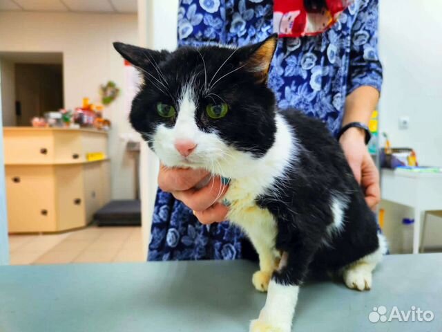 Котик в дар