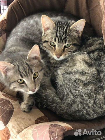 Котята тигрята мальчик и девочка в дар 4 мес