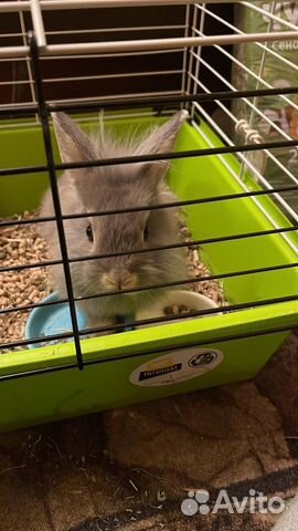 Карликовый кролик