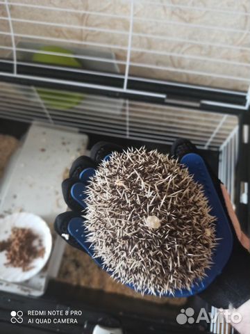 Африканский Ежонок с большой клеткой