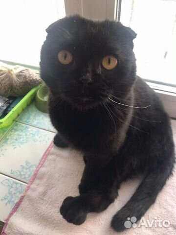 Шотландский вислоухий кот 2 года