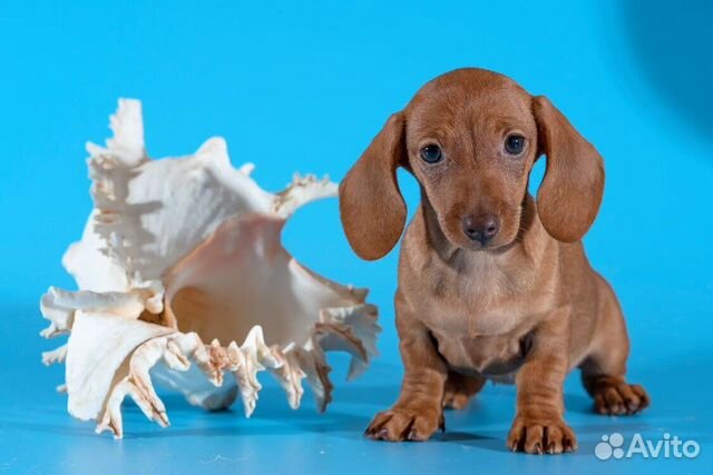 Кроличья такса