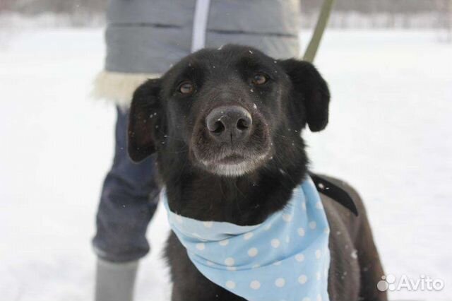 Молодой собачке Нике нужна семья