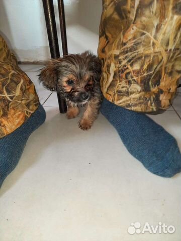 Щенок девочка от миниатюрной мамы