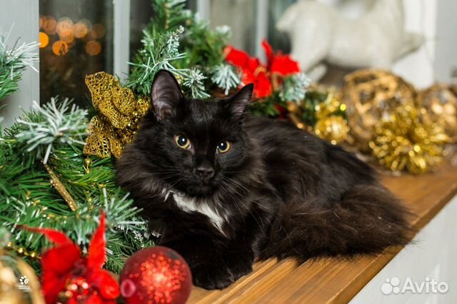 Котик в добрые руки