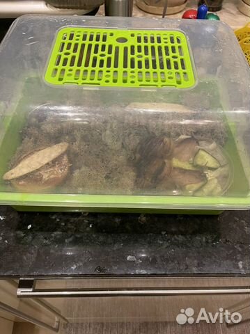 Улитки ахатины с террариумом