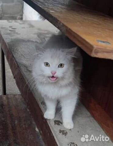 Ангорский котик из Крыма ищет дом