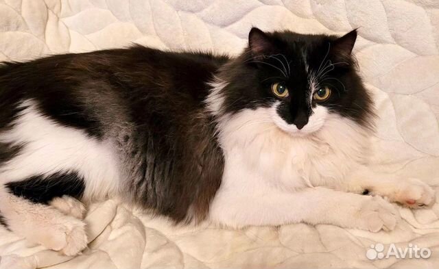 Шикарный пушистый котофей