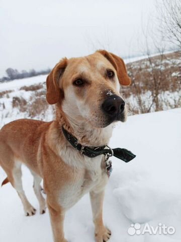 Активная собака в дар