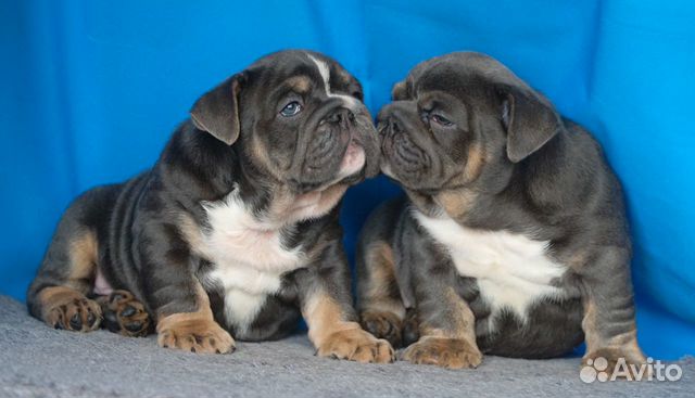 Три богатыря