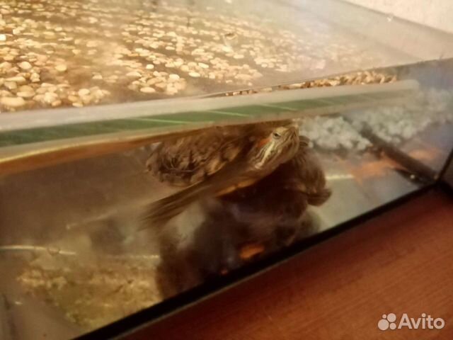 Черерепахи красно ухие