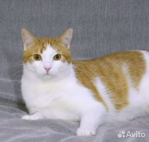 Очень ласковый молодой кот ищет дом
