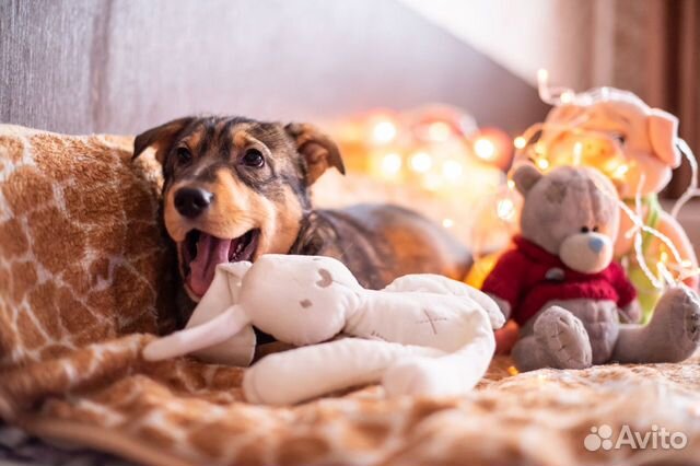 Щенок девочка в добрые руки