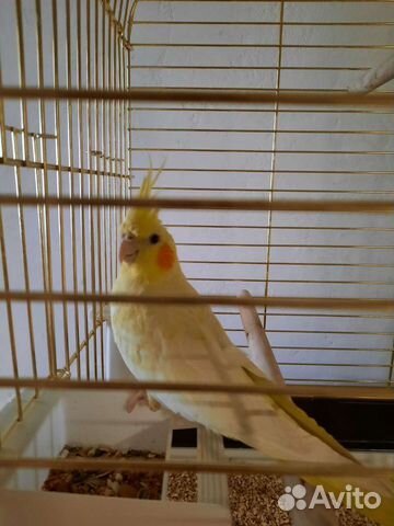 Попугай коррела. Девочка