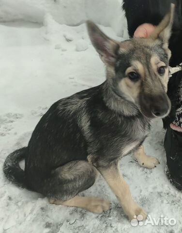 Щенок, девочка,3 с небольшим месяца