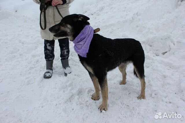 Собака в добрые руки