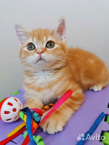 Шотландская короткошерстная девочка