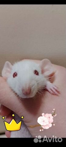 Крысенок дамбо