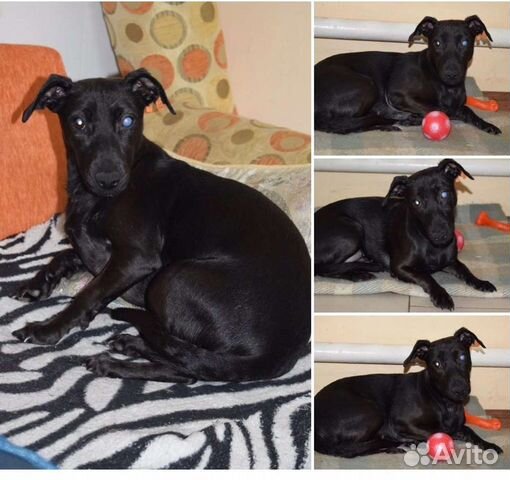 Собака девочка, Зоя ищет дом