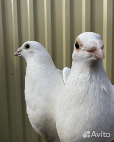 Белые голуби