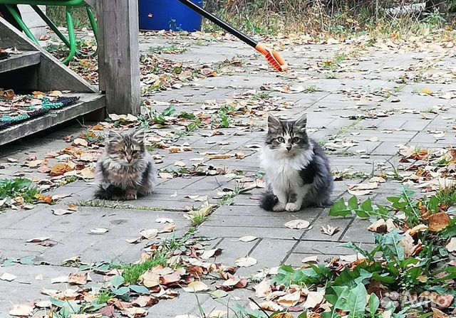 Уличный котенок, девочка, в добрые руки. Бесплатно