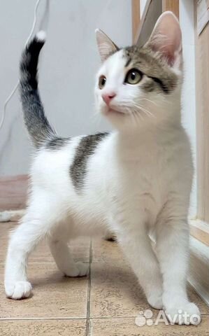 Чудо котенок Гаврюша 3 мес мальчик