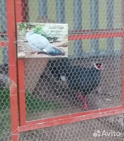 Ушастый фазан