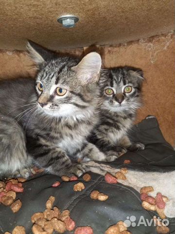 Отдам котят в добрые руки бесплатно. Котята приуче