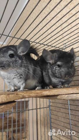 Шиншиллы-мальчики