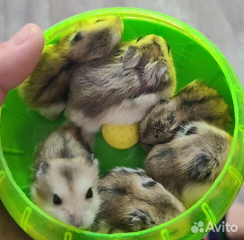 Джунгарский хомяк мальчик