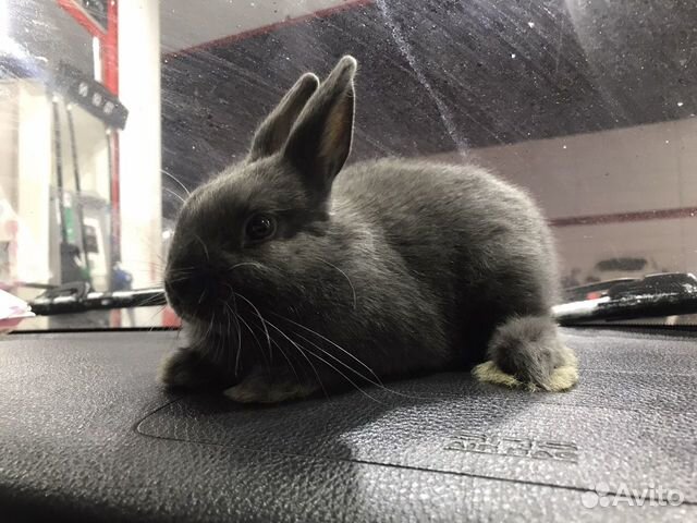 Кролик Mr. Пи в хорошие руки 100символически