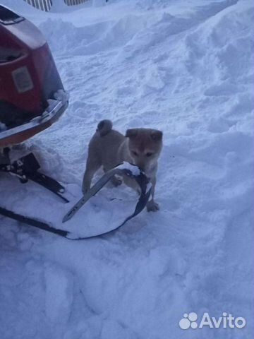 Западно сибирская лайка