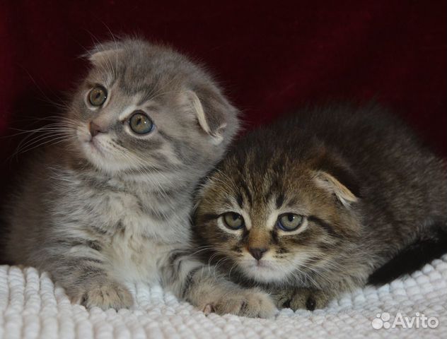 Девочка тигр