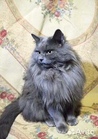 Кот в добрые руки