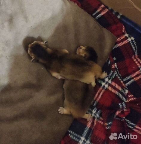 Абиссинские котята