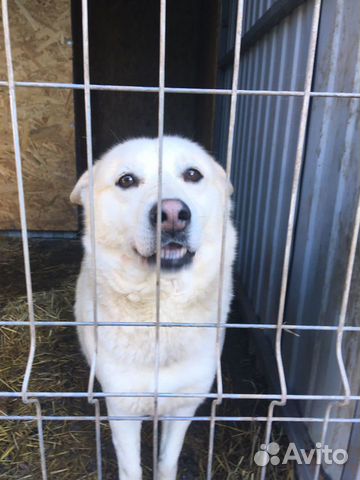 Белоснежка