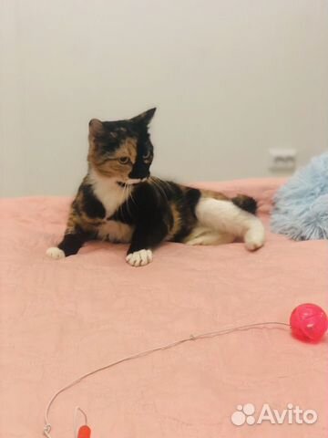 Кошечка в добрые руки