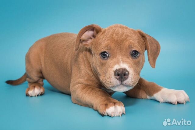 Щенок Американский Булли (тип: Покет)