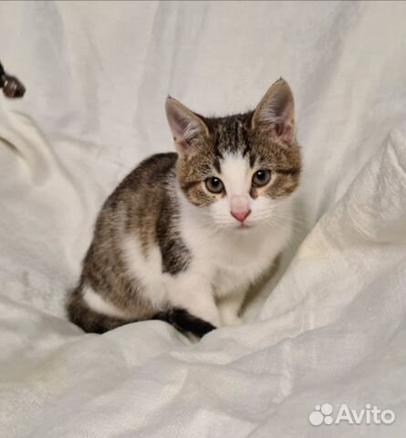 Котенок ласковый