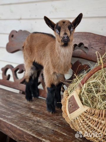 Продается немецкая козочка