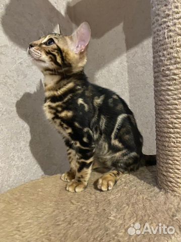 Бенгальские котята