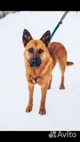 Бельгийская Овчарка