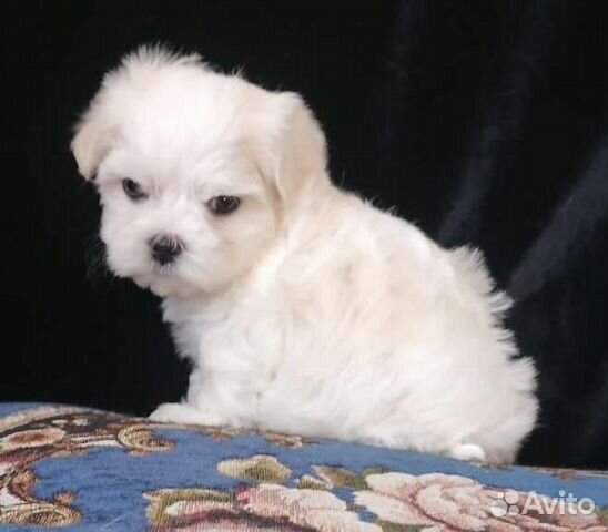 Мальтийская болонка