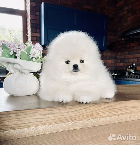Щенки Померанский Той Шпиц