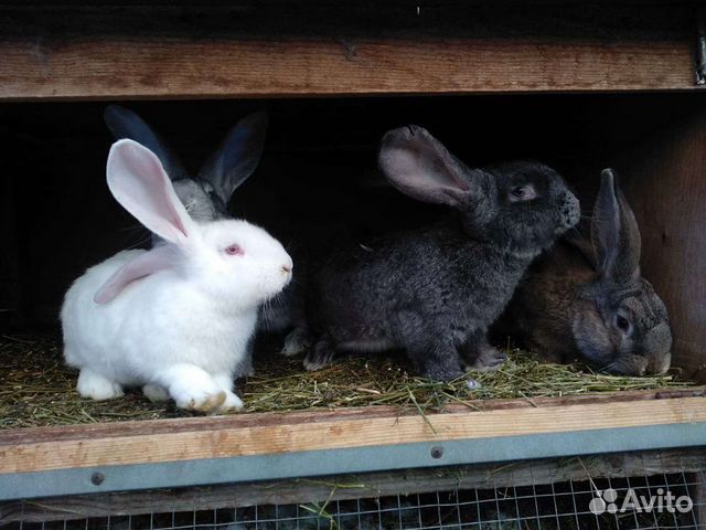 Кролики ризены крупной породы